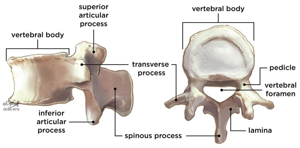 Understanding Spinal Anatomy - Langdon Spine