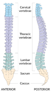 Understanding Spinal Anatomy - Langdon Spine