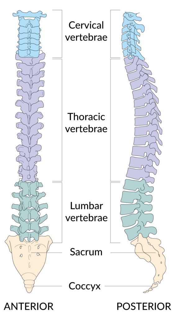 Understanding Spinal Anatomy - Langdon Spine